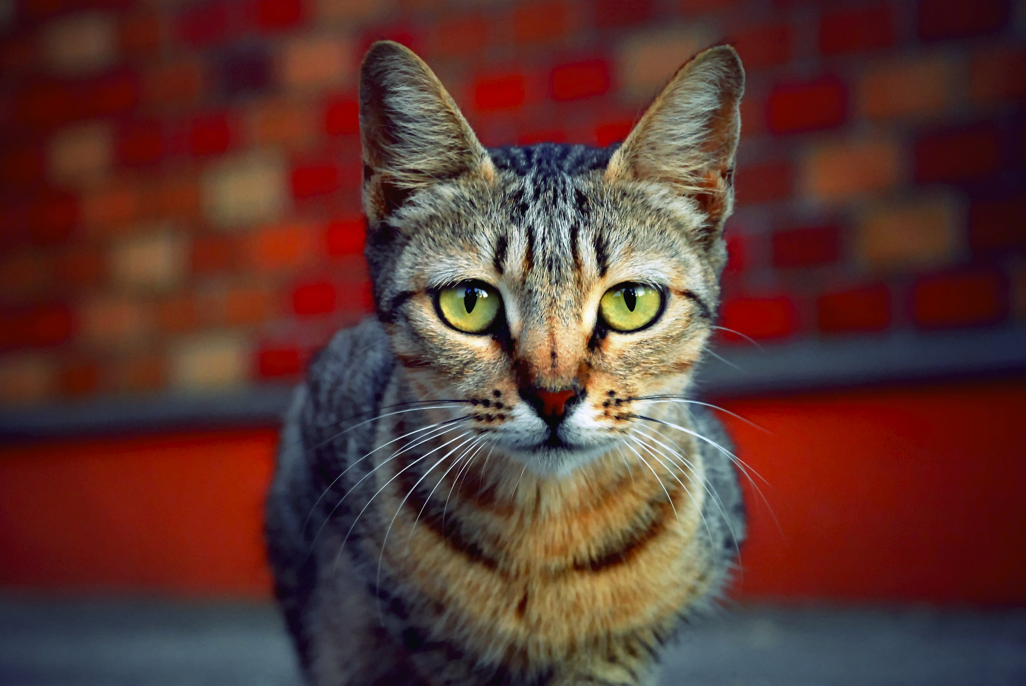 30 Sounds that cats make and what they mean