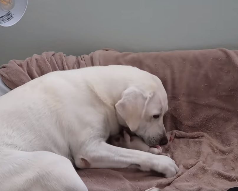 Mama Dog Shows Extra Care To Her Smallest Newborn
