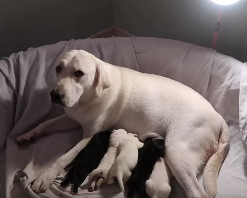 Mama Dog Shows Extra Care To Her Smallest Newborn