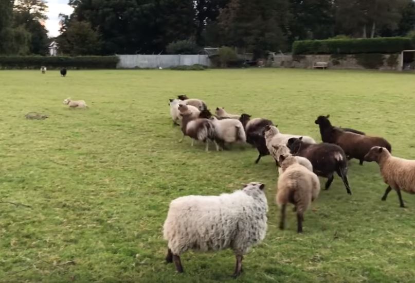 Cute Little Dog Fails As Sheepherder