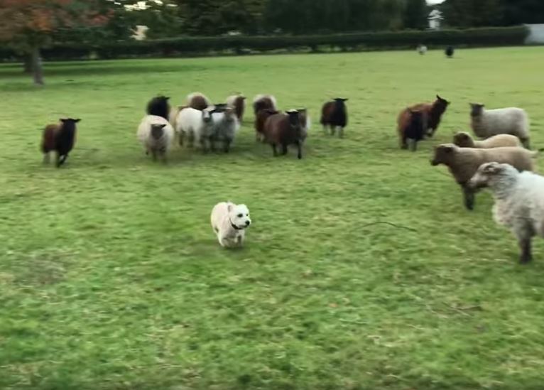 Cute Little Dog Fails As Sheepherder