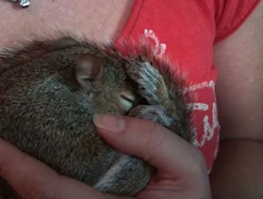 Family nurses 4-week-old baby squirrel back to health, 8 years later ...