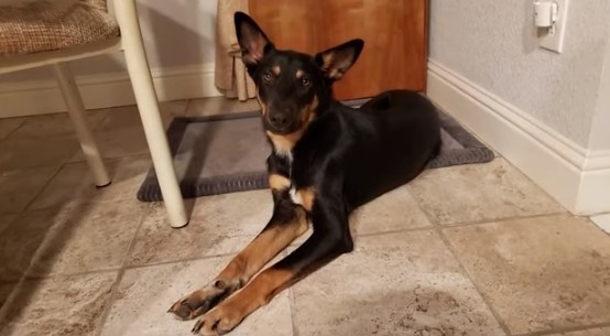 Man thought he laid his dog to rest until he gets text from animal shelter