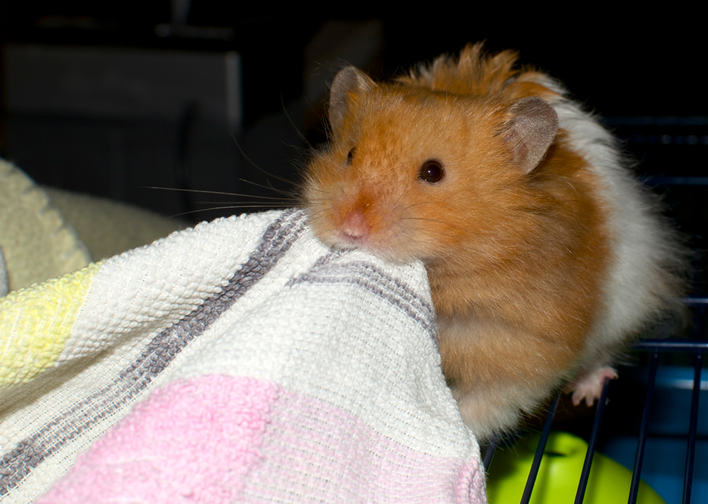 75 Adorable hamsters from every angle that show just how cute they are