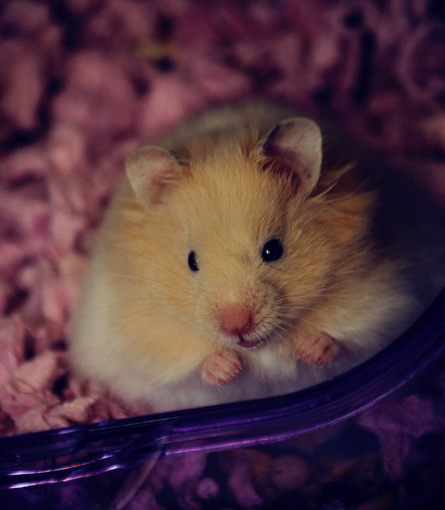 75 Adorable hamsters from every angle that show just how cute they are