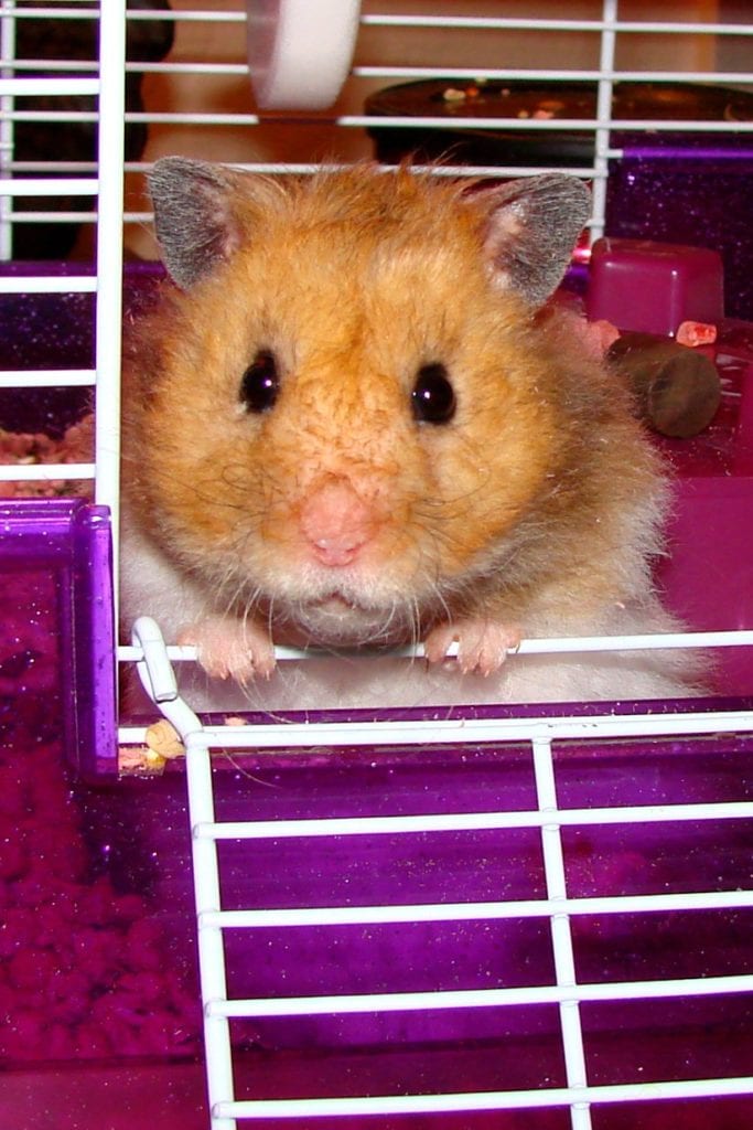 75 Adorable hamsters from every angle that show just how cute they are