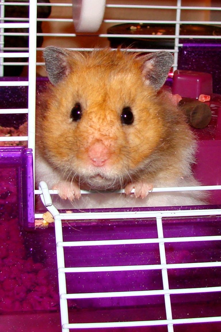 75 Adorable hamsters from every angle that show just how cute they are