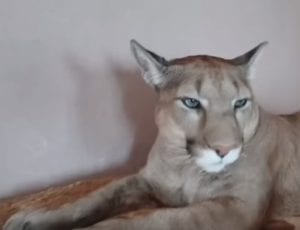 Rescue puma transformed into a large house cat by couple