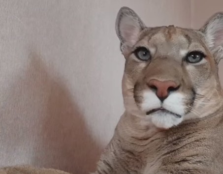 Rescue puma transformed into a large house cat by couple