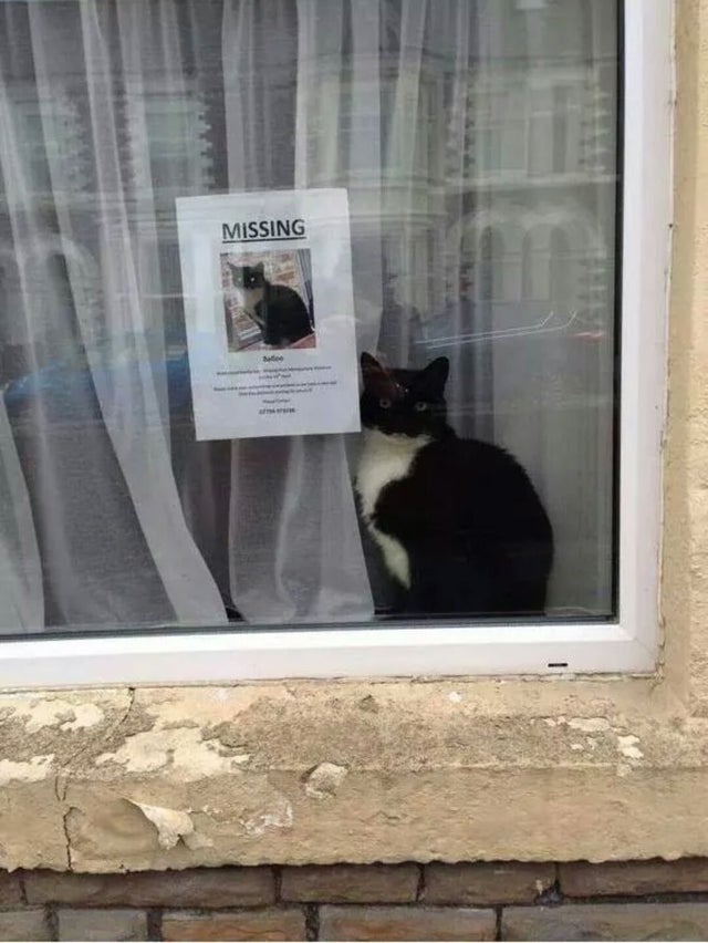 ‘Lost cat’ was found right by his very own ‘missing cat’ poster
