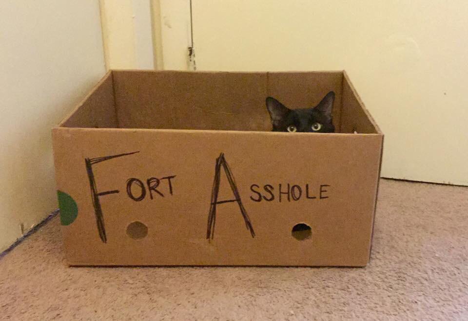 ‘Lost cat’ was found right by his very own ‘missing cat’ poster