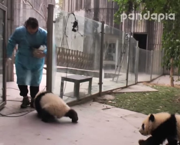 Mischievous Panda Cubs Keep Worker On Her Toes At Feeding Time
