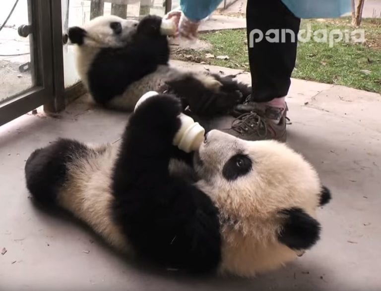 Mischievous Panda Cubs Keep Worker On Her Toes At Feeding Time