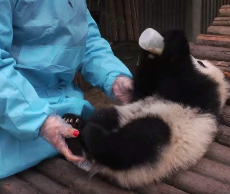 Mischievous Panda Cubs Keep Worker On Her Toes At Feeding Time