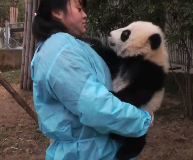 Mischievous Panda Cubs Keep Worker On Her Toes At Feeding Time