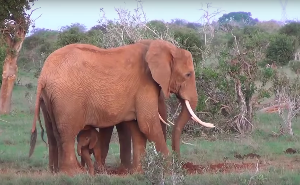 Elephant Herd Gathers To Assist Mother In Birth