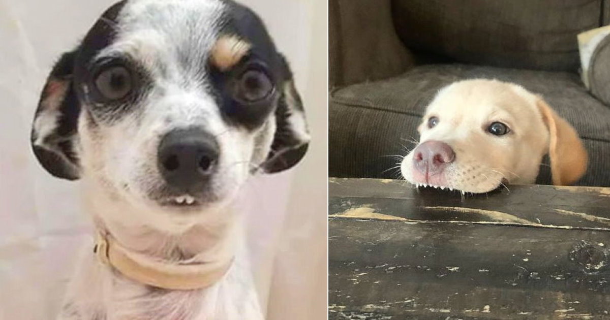 75 Adorable Dogs Showing Off Their Toothy Grins