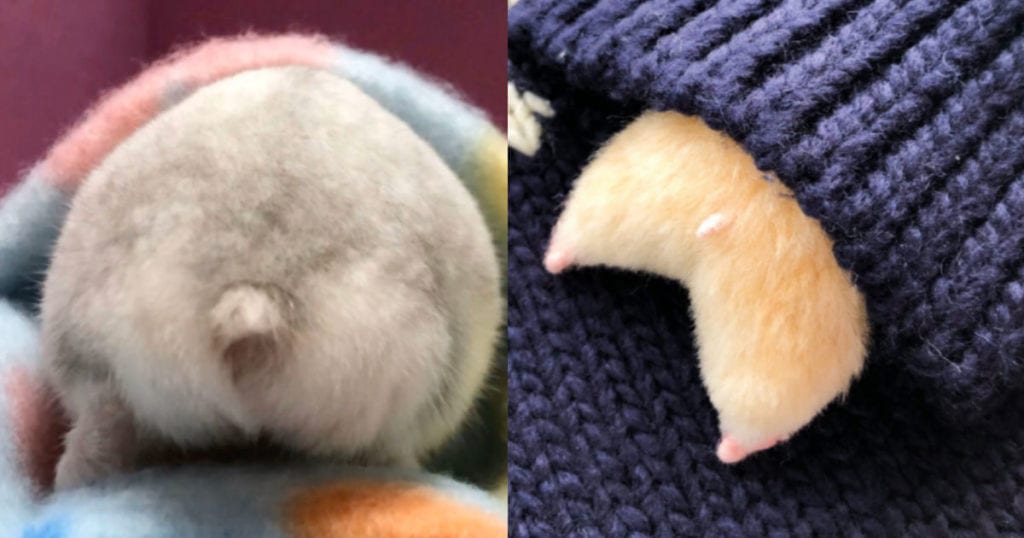 30 fluffy hamster butts you never realized were so cute