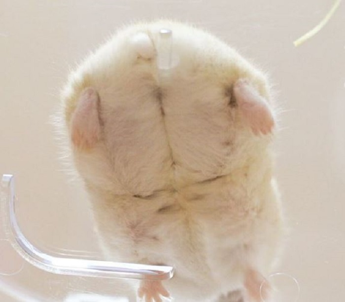 30 fluffy hamster butts you never realized were so cute