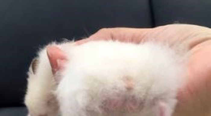 30 fluffy hamster butts you never realized were so cute