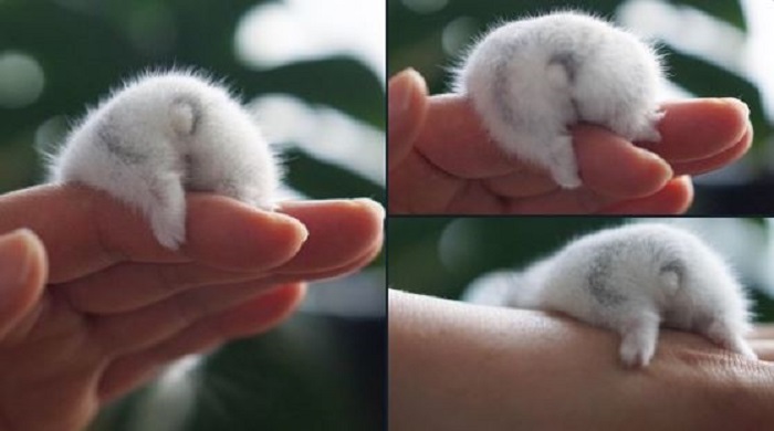 30 fluffy hamster butts you never realized were so cute