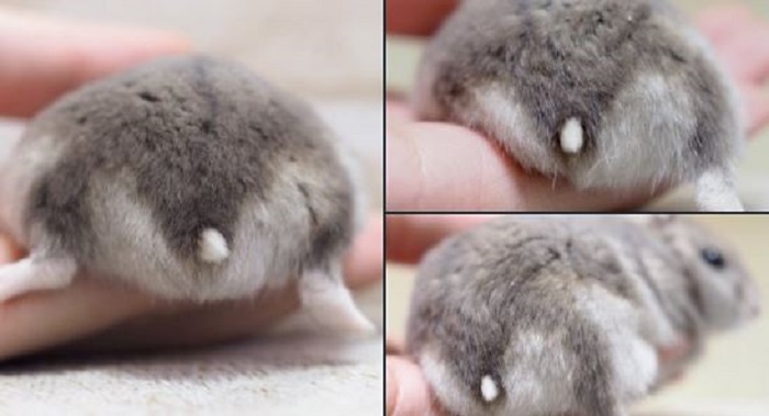 30 fluffy hamster butts you never realized were so cute