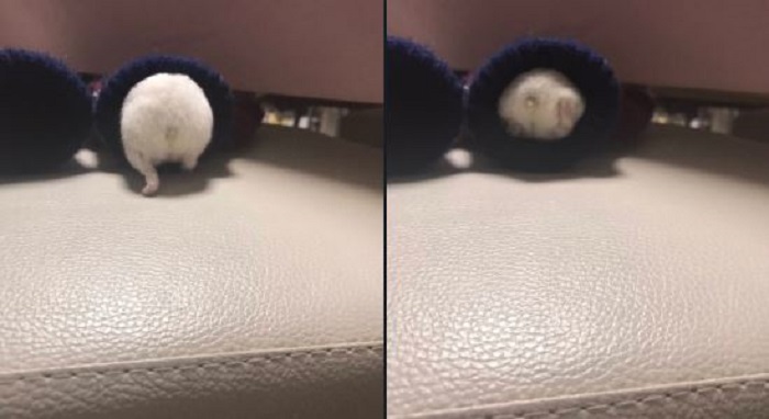 30 fluffy hamster butts you never realized were so cute