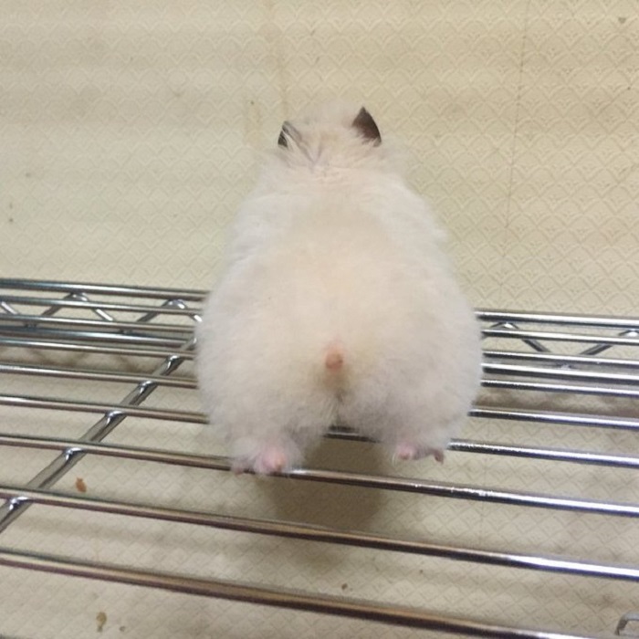 30 fluffy hamster butts you never realized were so cute