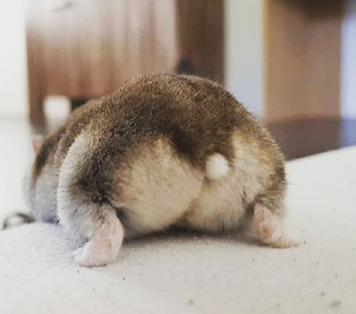 30 fluffy hamster butts you never realized were so cute