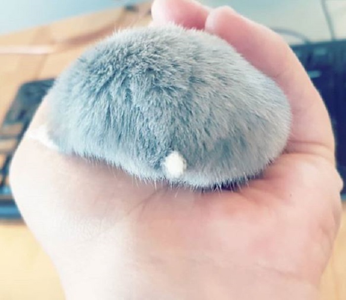 30 fluffy hamster butts you never realized were so cute