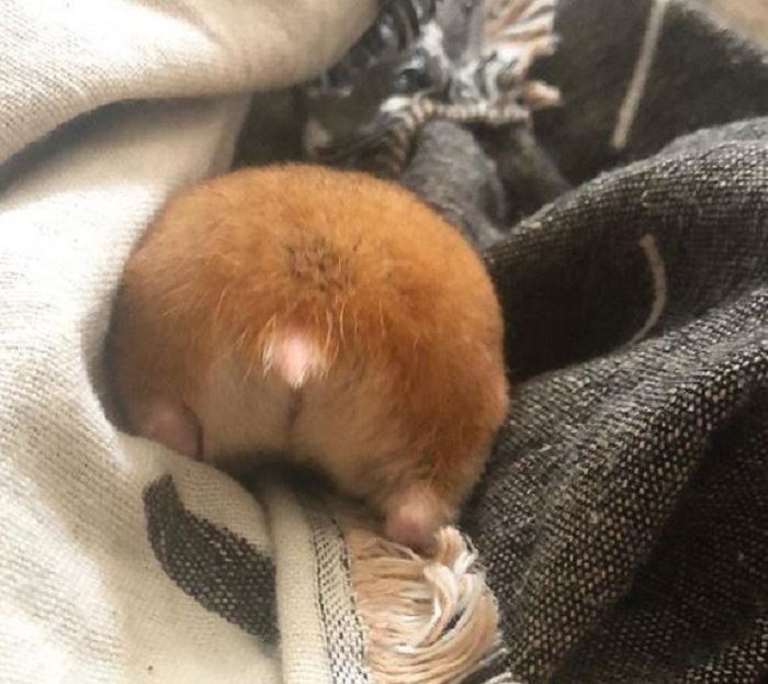 30 fluffy hamster butts you never realized were so cute