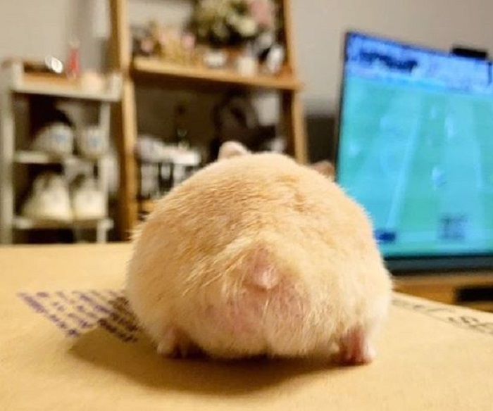 30 fluffy hamster butts you never realized were so cute