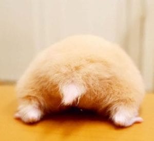 30 fluffy hamster butts you never realized were so cute