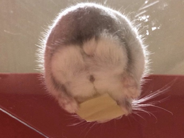 30 fluffy hamster butts you never realized were so cute