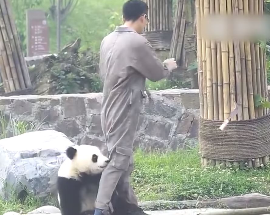 Naughty Panda Won’t Let Go Of Zookeeper