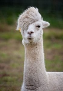 75 Photos of alpacas that show they have the coolest haircuts