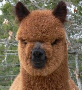 75 Photos of alpacas that show they have the coolest haircuts