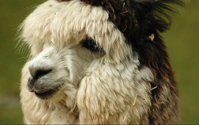 75 Photos of alpacas that show they have the coolest haircuts