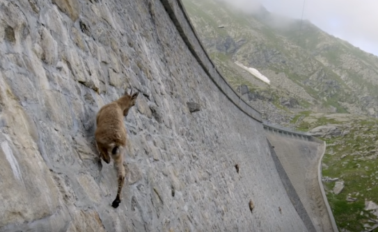 Baby Ibex And Mother Defy Gravity Climbing Near Vertical Dam