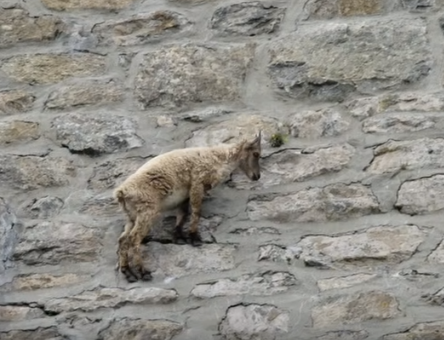 Baby Ibex And Mother Defy Gravity Climbing Near Vertical Dam