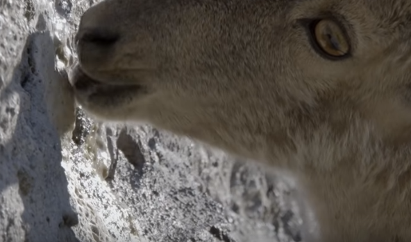 Baby Ibex And Mother Defy Gravity Climbing Near Vertical Dam