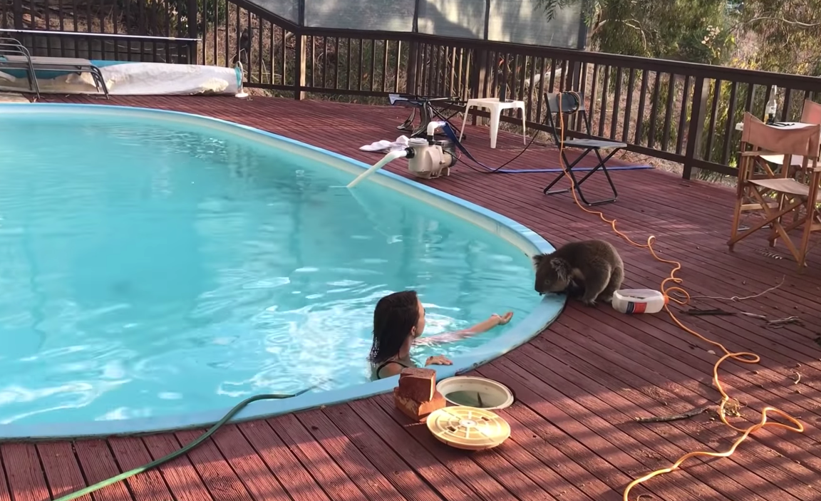 Ridiculously cute koala heads over to neighbors’ for kisses and cuddles ...