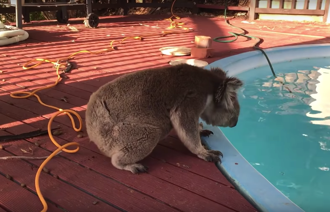 Ridiculously cute koala heads over to neighbors’ for kisses and cuddles ...