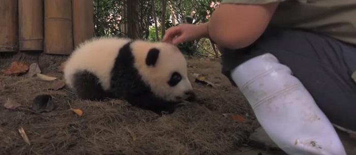 Keeper tickles sweet baby panda while encouraging it to walk