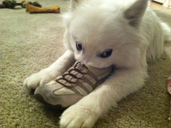 50 photos that show ‘platypups’ are taking over as the newest dog breed