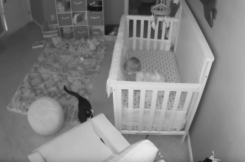 Security Camera Captures Toddler And Kitty’s Adorable Conversation
