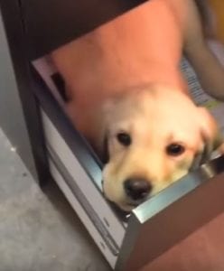 75 Hilarious animals show that they’re all fluff by fitting into small ...