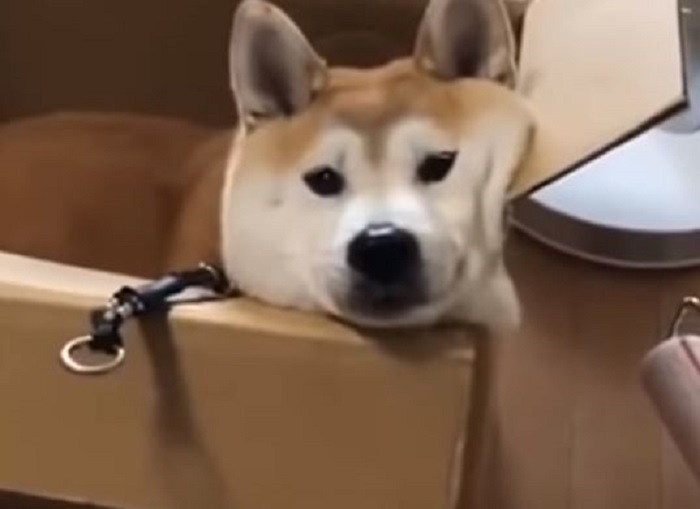 75 Hilarious animals show that they’re all fluff by fitting into small ...