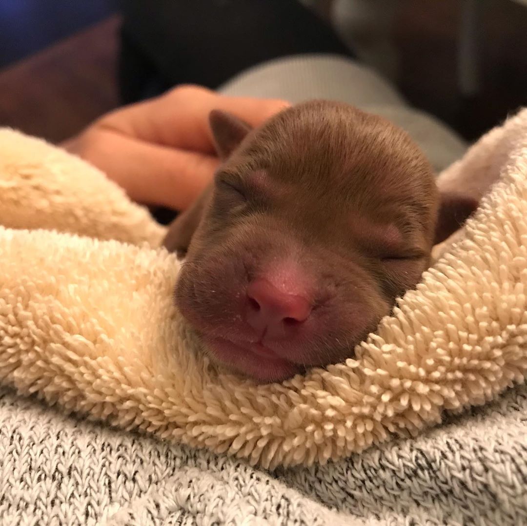 Woman looks after weak runt of litter that turns out to be giant pit bull