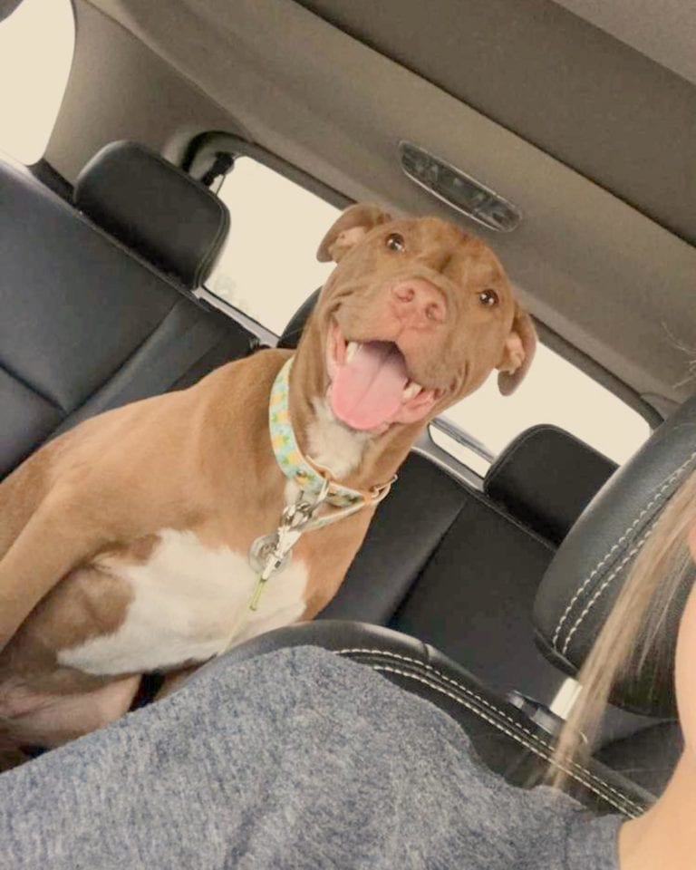 Woman looks after weak runt of litter that turns out to be giant pit bull